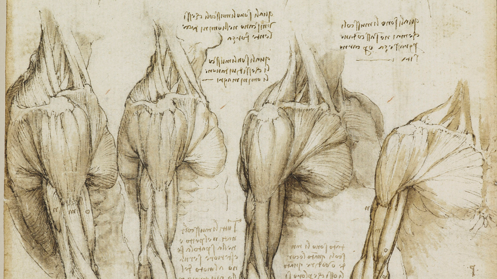 The Study Of The Anatomy In Renaissance Art