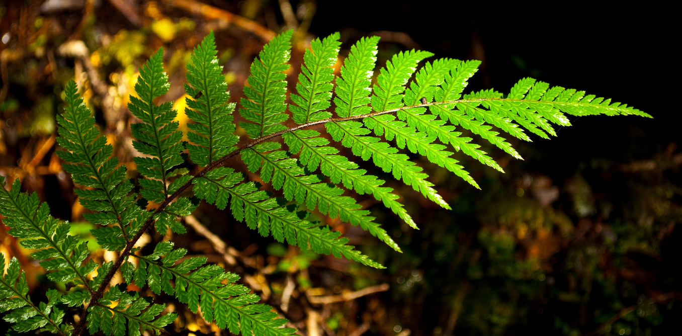 Are Fractal Patterns In Nature And Art Aesthetically Pleasing And