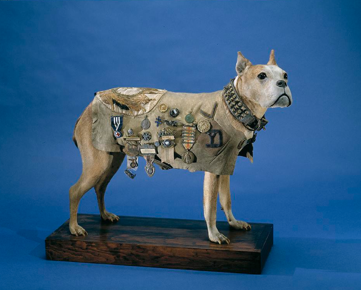 The World War I Legacy Of Sergeant Stubby The World War I Legacy Of Sergeant Stubby