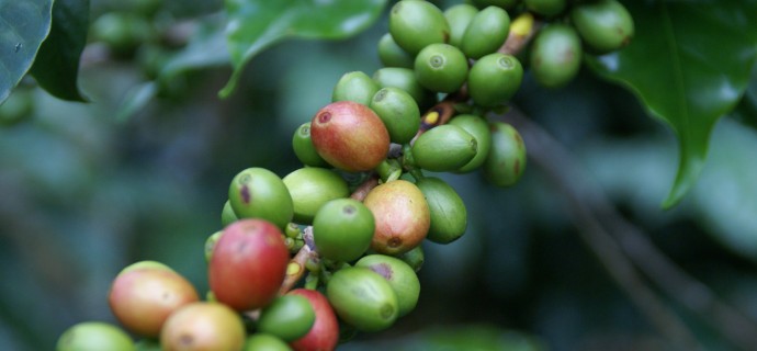 Wake Up and Smell the Coffee: Climate Change and Coffee Production ...