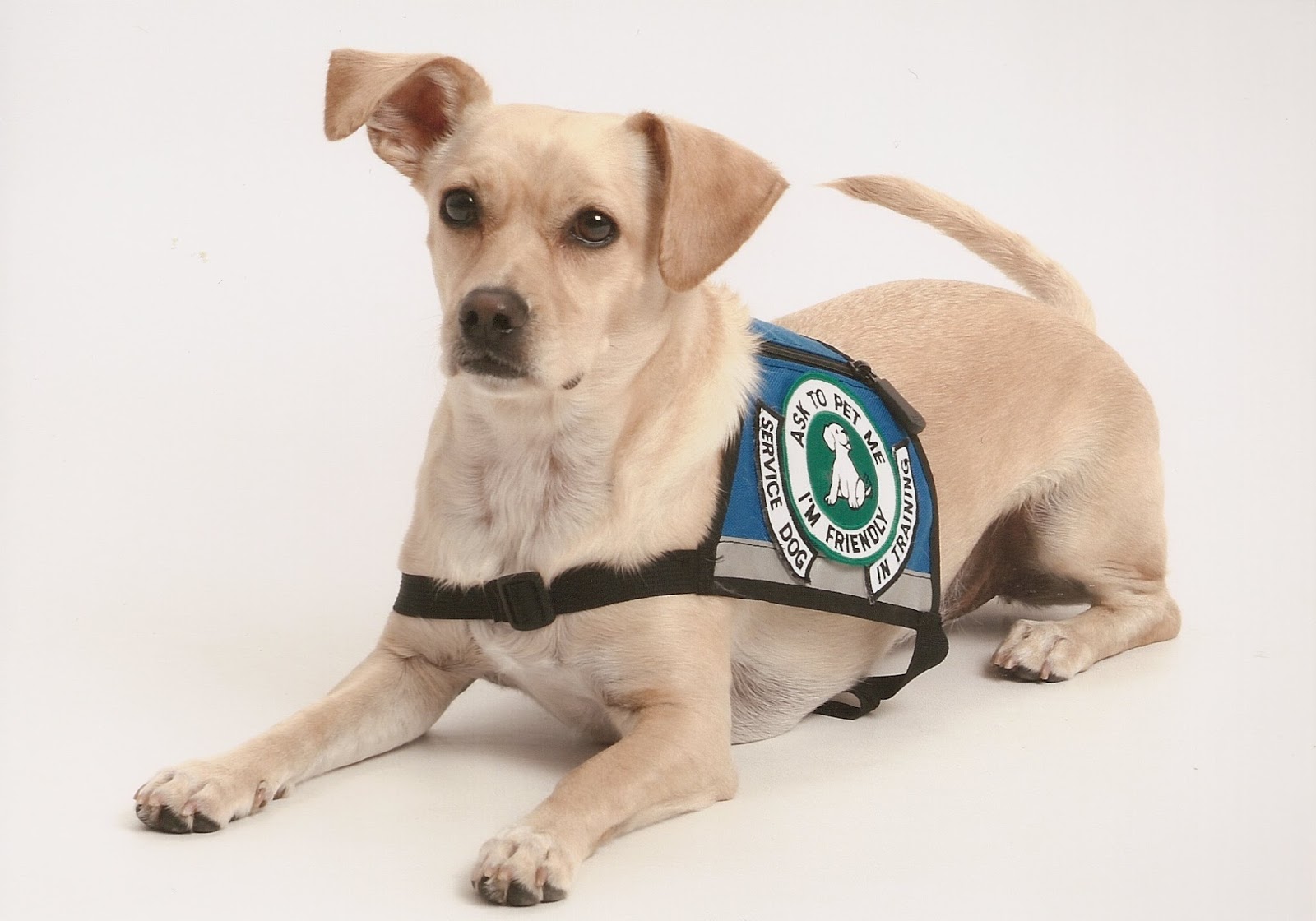 Diabetes Sniffer Dogs? 'Scent' of Hypos Could Aid Development of New ...
