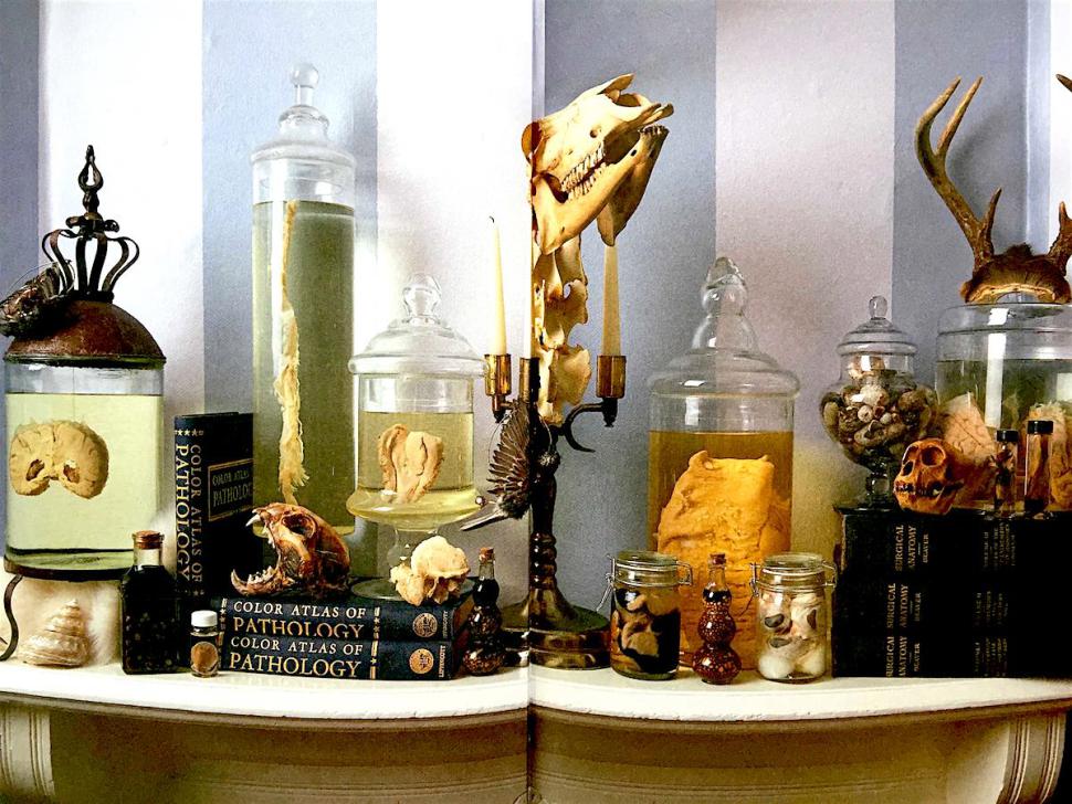 Morbid Curiosities - A Dark and Delightful Glimpse into 18 Macabre ...