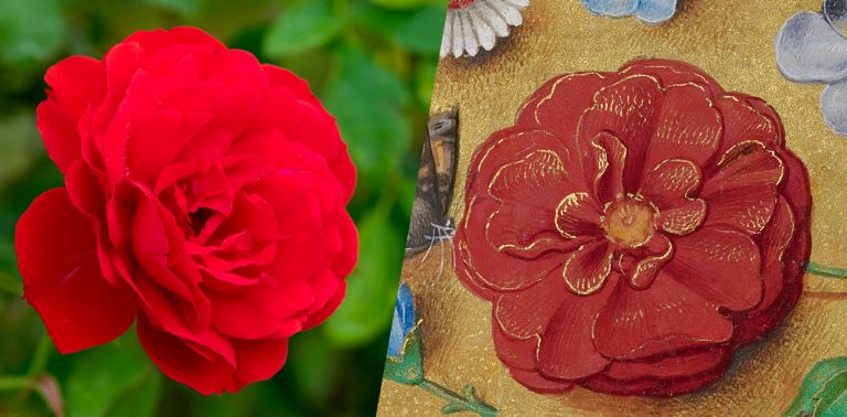 Flowers in Renaissance Manuscripts and Their Symbolism