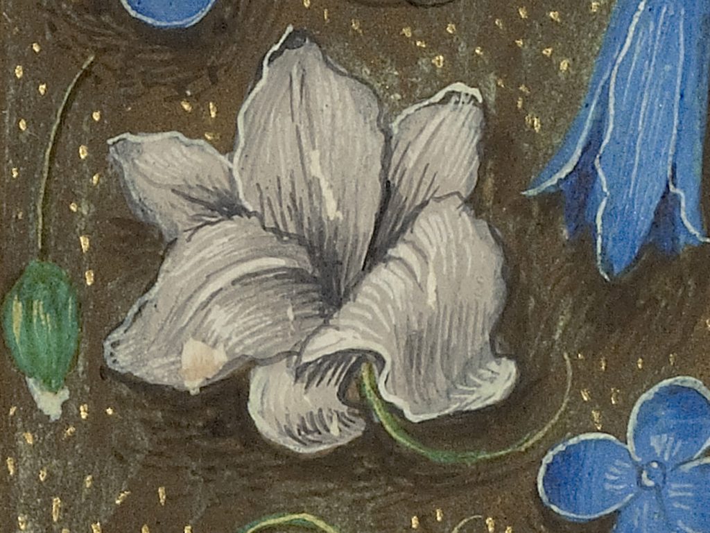 Flowers in Renaissance Manuscripts and Their Symbolism