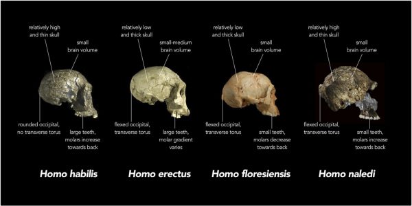 Human Evolution: The Many Mysteries of Homo Naledi