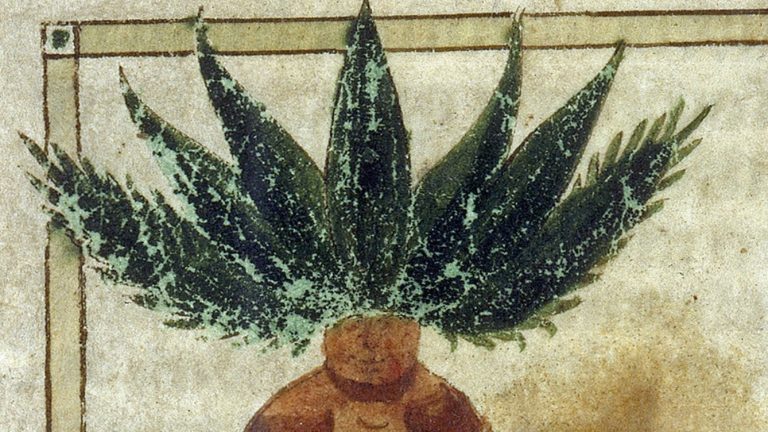 The Art and Knowledge in Medieval Herbals
