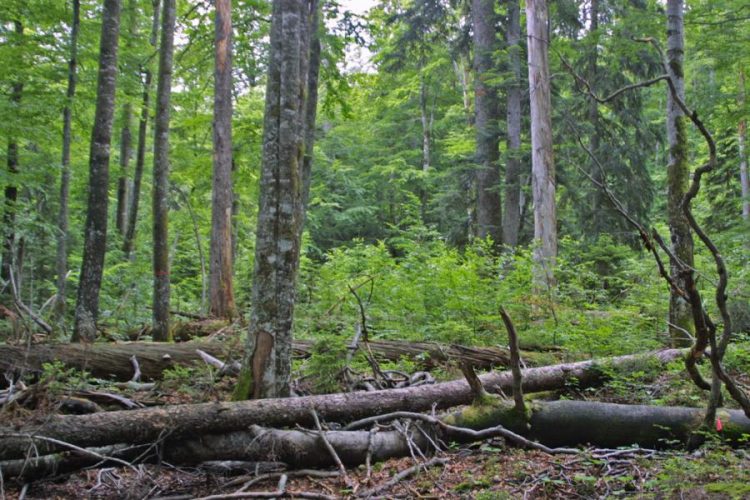 Urwald Rothwald: The Survival of a Primeval Forest Brewminate: A Bold ...