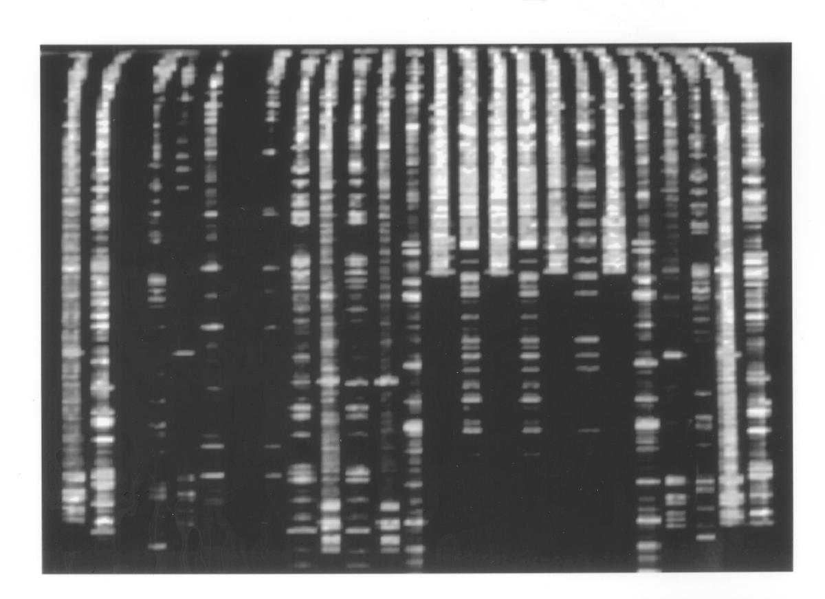 Visible Proofs: A History of Forensic Medicine