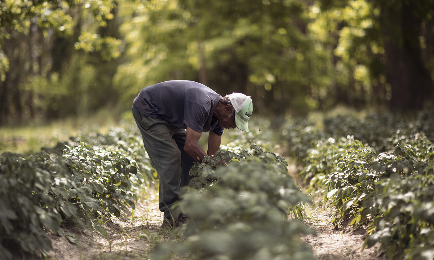 How a Black Farming Community Found Justice - Brewminate: A Bold Blend ...