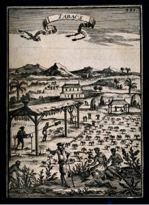 Sugar, Tobacco, and Slavery in the 18th and 19th Centuries Brewminate ...