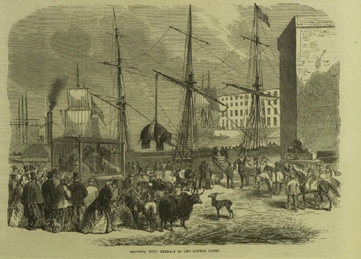 Exporting Animals in the Victorian Era Brewminate: A Bold Blend of News ...