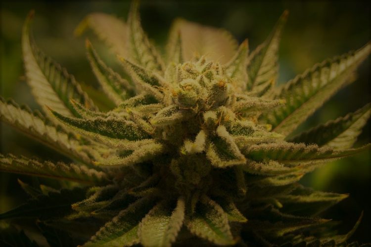 Cannabis Archives - Page 2 of 2 - Brewminate: A Bold Blend of News and ...