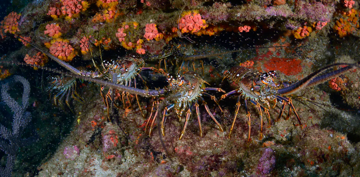 Even Animals Practice Social Distancing When a Disease Spreads among ...