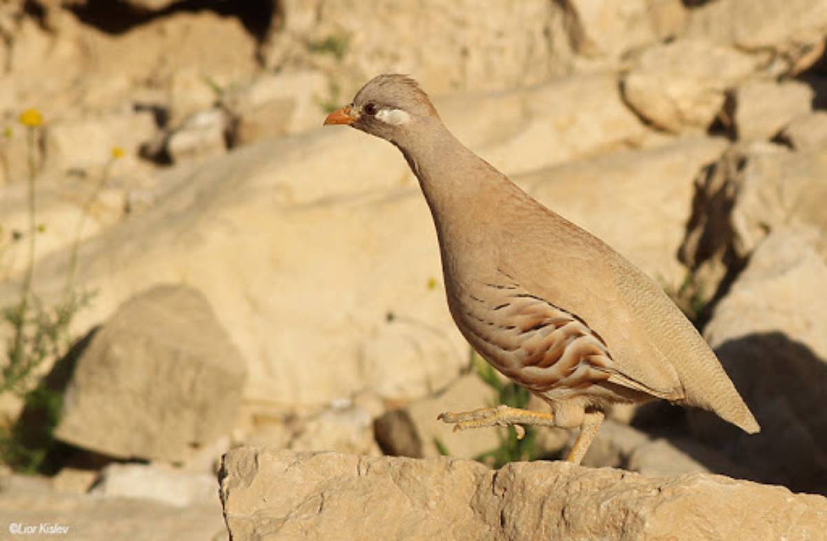 Healing with Animals in the Medieval and Early Modern Levant