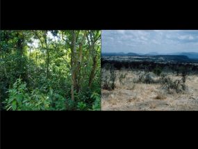 Climate Effects on Human Evolution and Technology Brewminate: A Bold ...