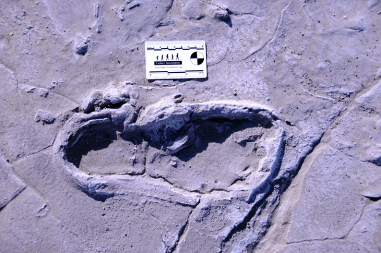 Prehistoric Human Footprints: A Snapshot of Ancient Human Behavior ...