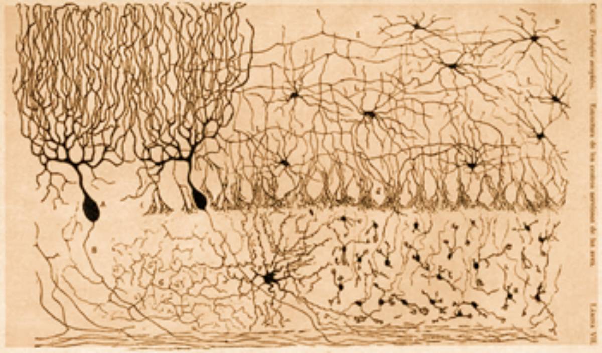 Santiago Ramón y Cajal, Father of Modern Neuroscience