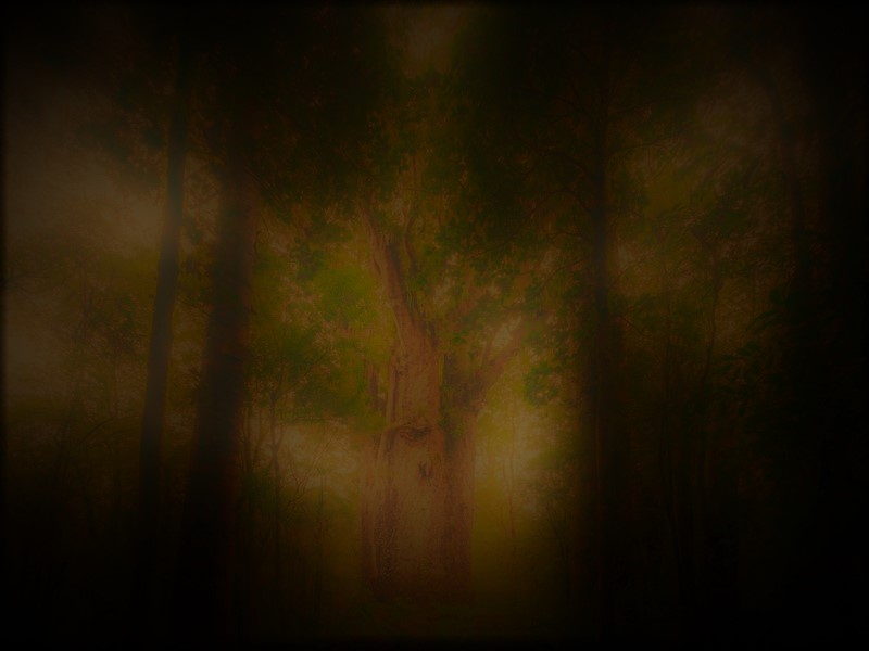 Ancient Trees Show When the Earth's Magnetic Field Last Flipped Out ...