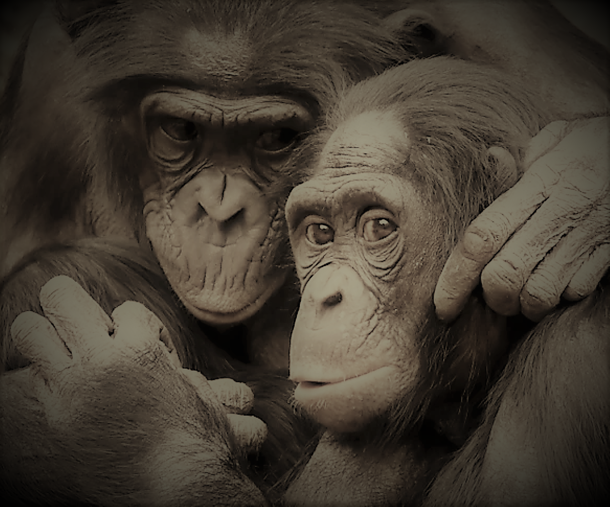 Bonobos: Some Generous Apes and the Evolution of Human Kindness