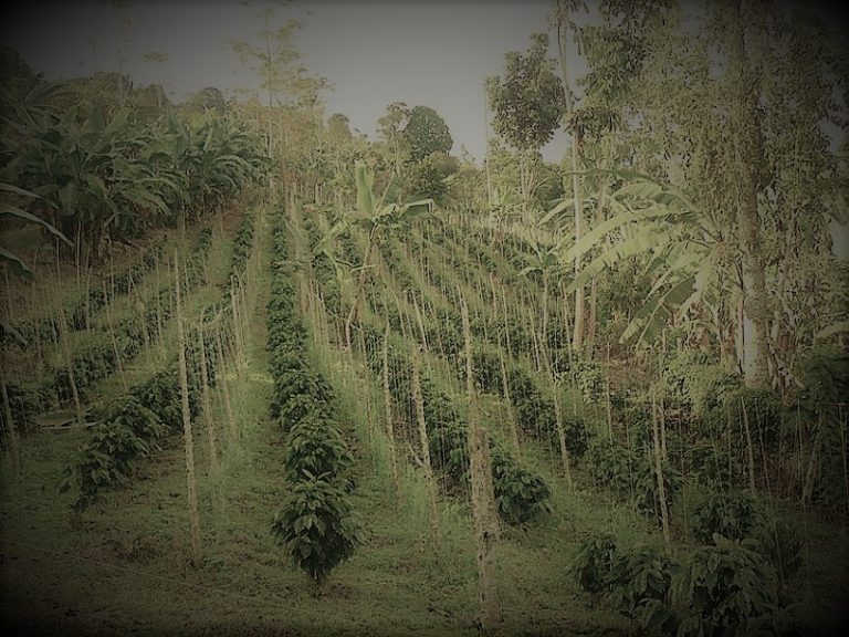 Coffee – Brewminate: A Bold Blend of News and Ideas