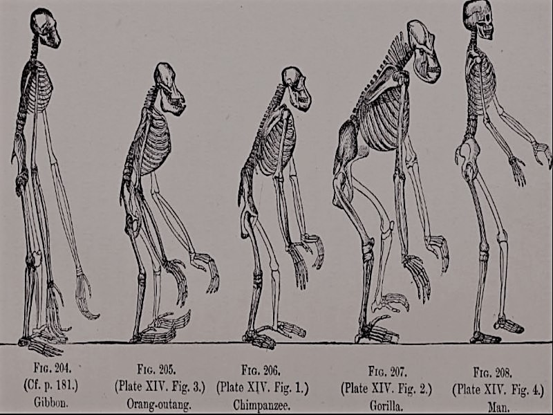 When Did Our Human Ancestors Start to Walk? Brewminate: A Bold Blend of ...