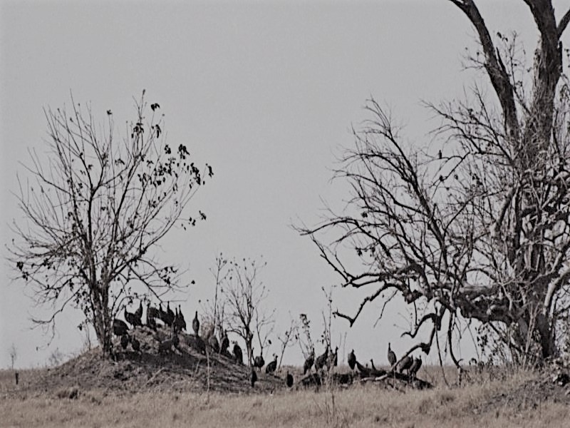 The World's Food Supply is Made Insecure by Climate Change