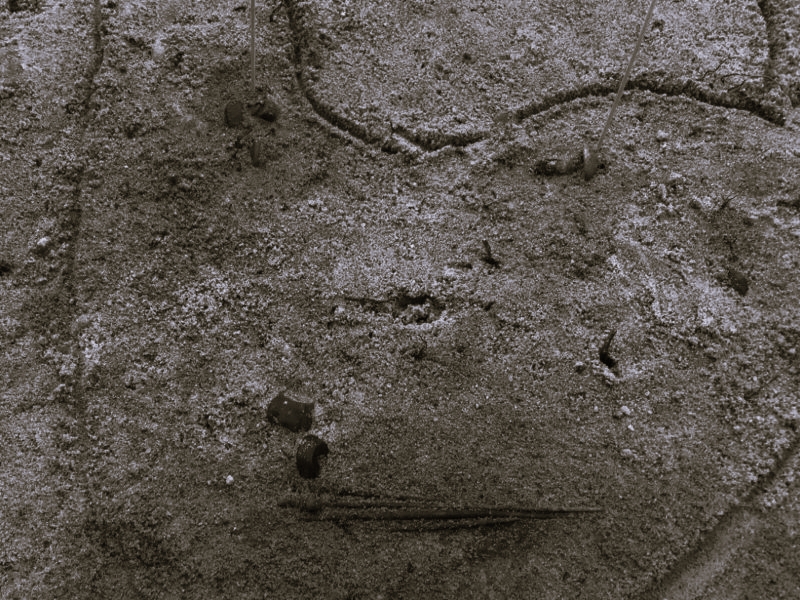 Pleistocene Antiquity: The Curious History of the Talgai Skull ...