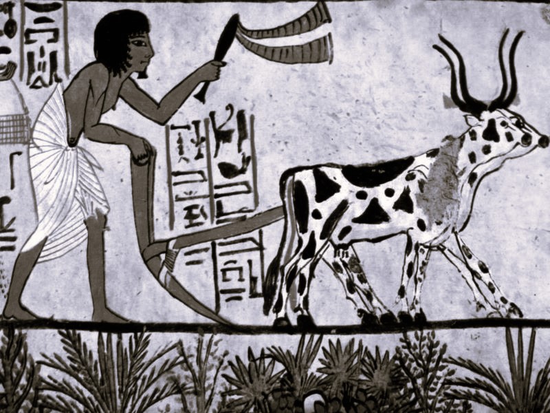 Sickle to Tractor: A History of Agriculture since the Ancient World