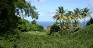 Slavery on Caribbean Sugar Plantations from the 17th to 19th Centuries ...