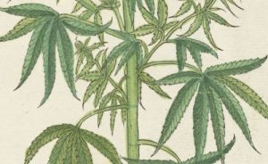 The Most Expensive Cannabis Strains in the World Brewminate: A Bold ...