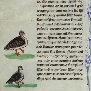 Branta Bernicia: The Medieval Myth of a Tree Giving Birth to Geese