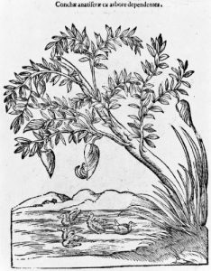 Branta Bernicia: The Medieval Myth of a Tree Giving Birth to Geese