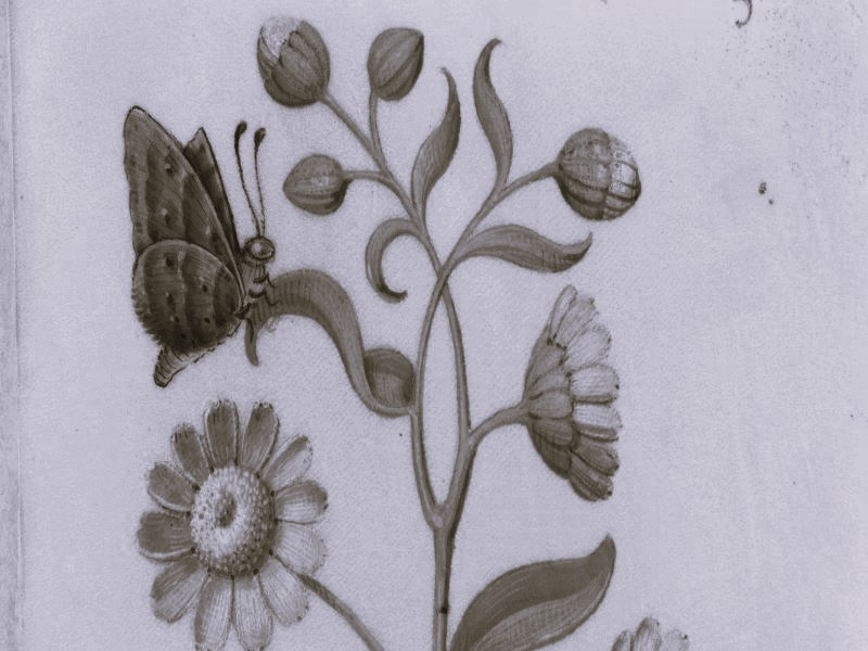 The Uses and Meanings of Flowers in Medieval Gardens
