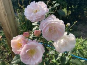 The Uses and Meanings of Flowers in Medieval Gardens
