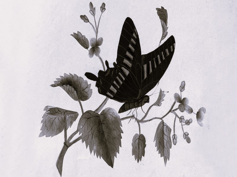 The Radical Floriography of Sarah Mapps Douglass in the 19th Century