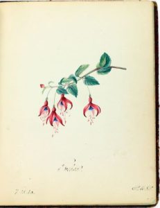 The Radical Floriography of Sarah Mapps Douglass in the 19th Century