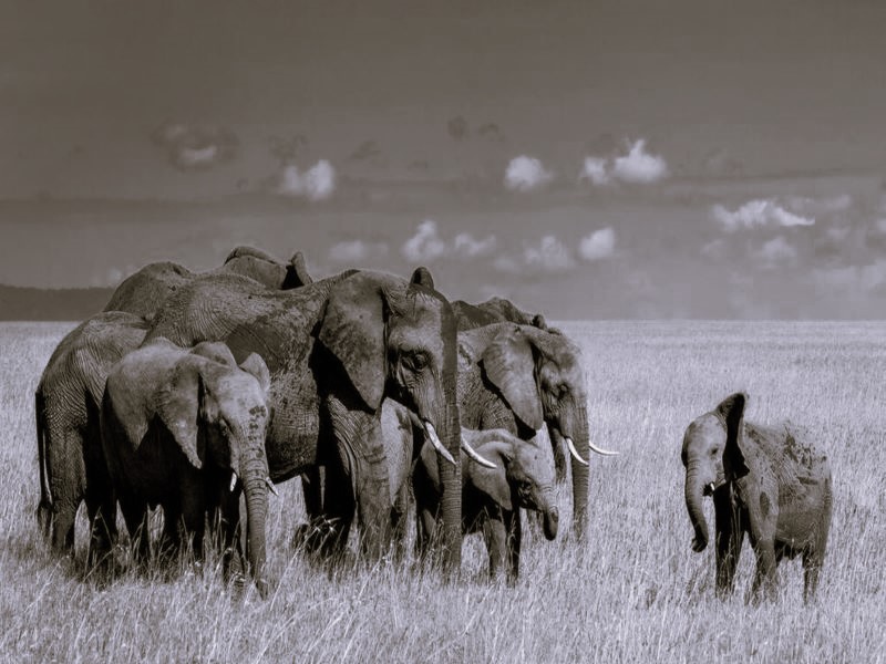 How Wildlife Help Combat the Climate Crisis