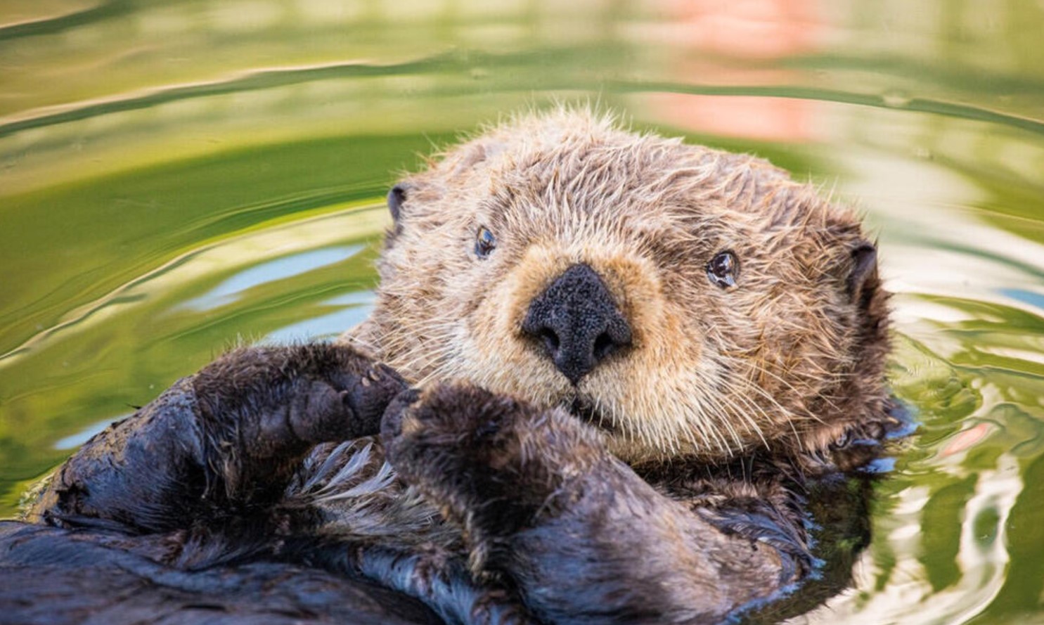 How Wildlife Help Combat the Climate Crisis