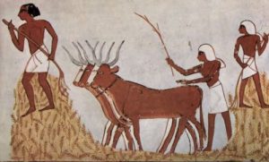 Agriculture and Threshing Floors in Ancient Israel
