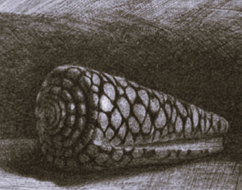 Rembrandt’s Seashell – Conus Marmoreus L. in 1656