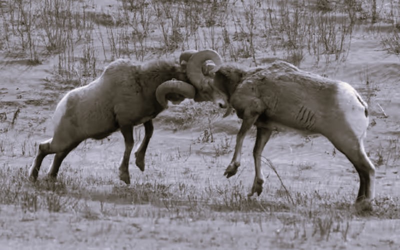 Power Struggles in Nature: Subtle, Nuanced, and Strategic Brewminate: A ...