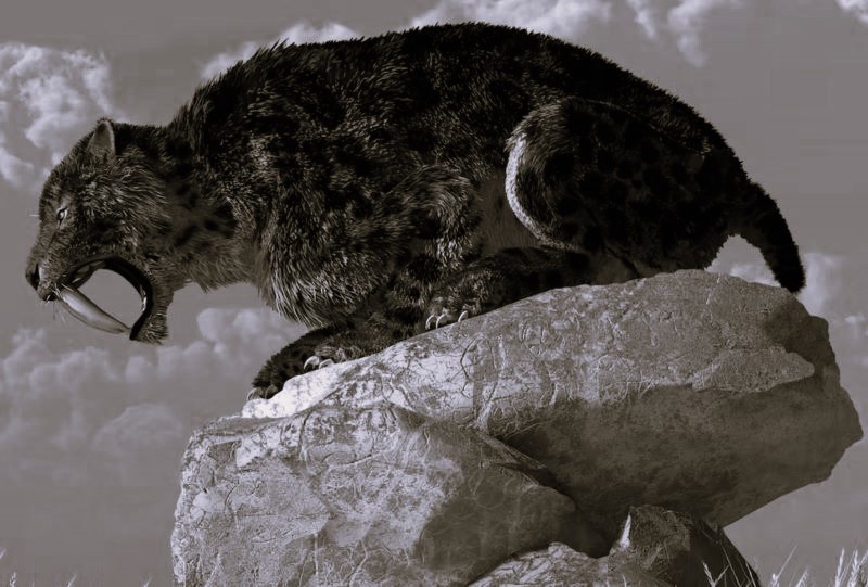 Sabertooth Cat: An Iowa Skull and New Details about the Ice Age Predator