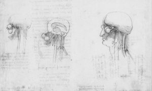 The Anatomy of the Brain Learned over Several Centuries
