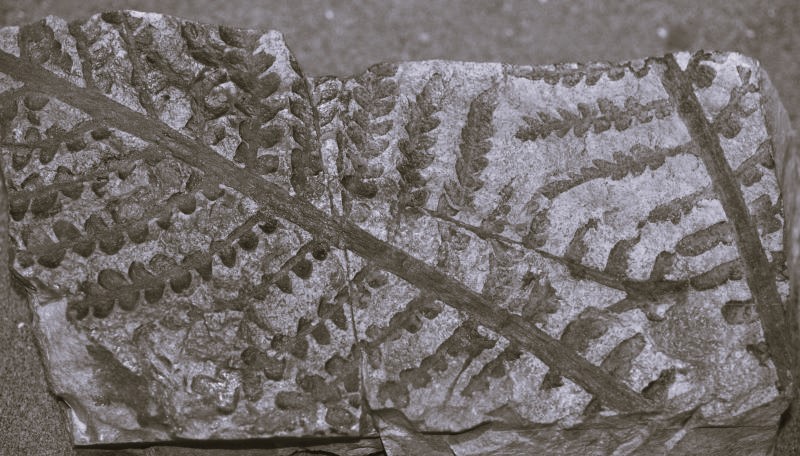 Pangaea: The Prehistoric United Continents in Earth's Geological History