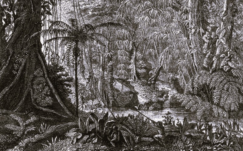 From the Tapuyas: A History of the Amazon Rainforest