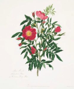 The Greek Goddess Chloris and a Brief History of the Rose