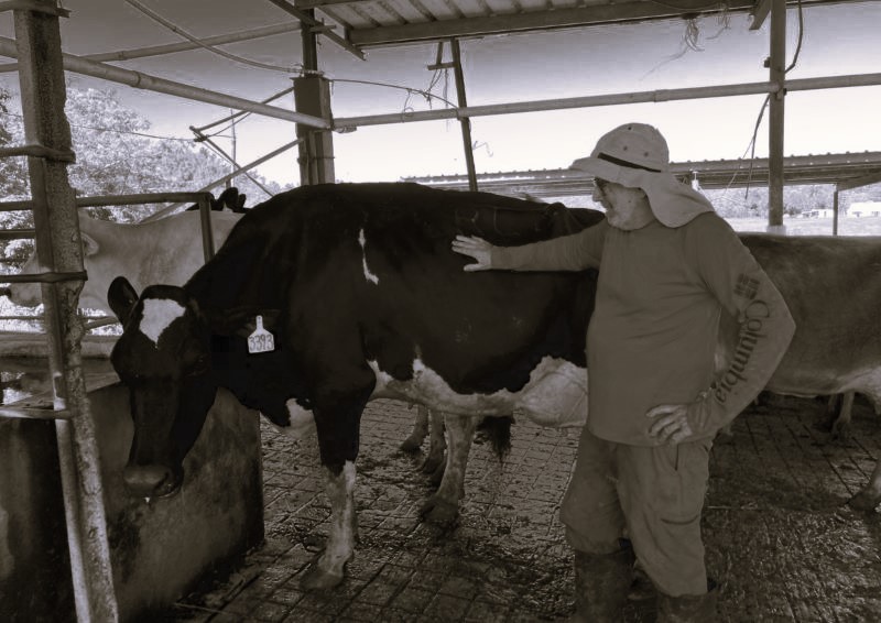 Farmers Are Breeding Heat-Resistant Cows