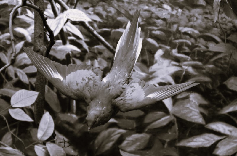 Human Activities Increased Extinction Rate of Species Groups by 35 Times