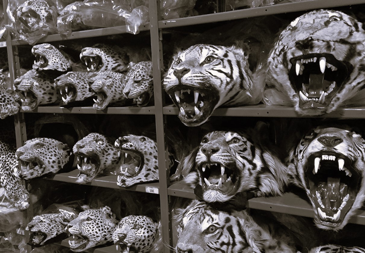 Animal CSI: Forensics Comes for the Wildlife Trade