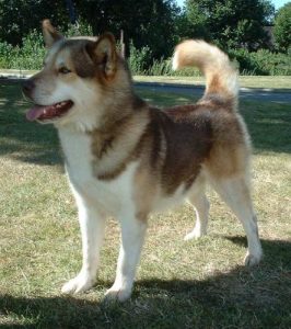 The History of Dog Domestication